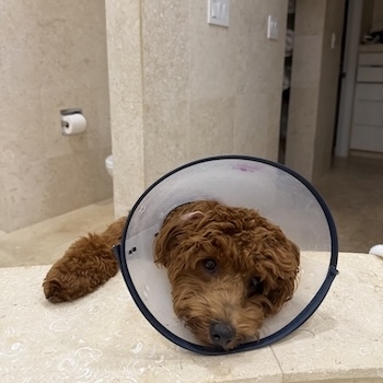 When Life Puts You in a Cone of Shame - Jackie de Crinis