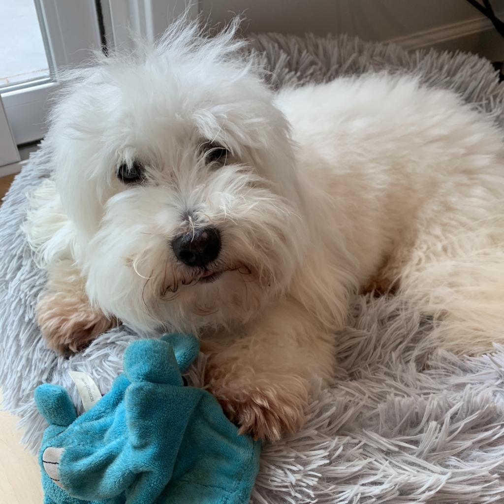 Ep #109: Grief: Losing a Pet - Jackie de Crinis